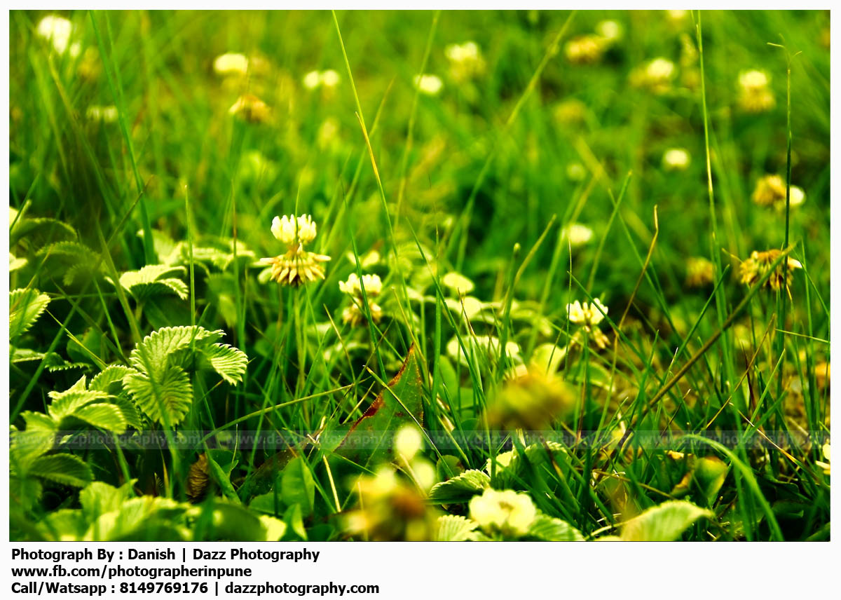 go green - Dazz Photography